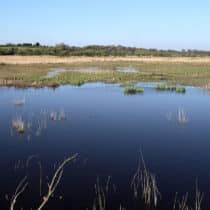 Strong demand for land in Stodmarsh and wider Stour Catchment - Lambert ...